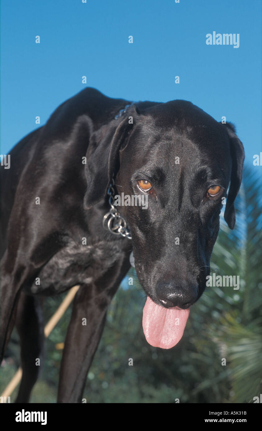 Young black setter Stock Photo - Alamy
