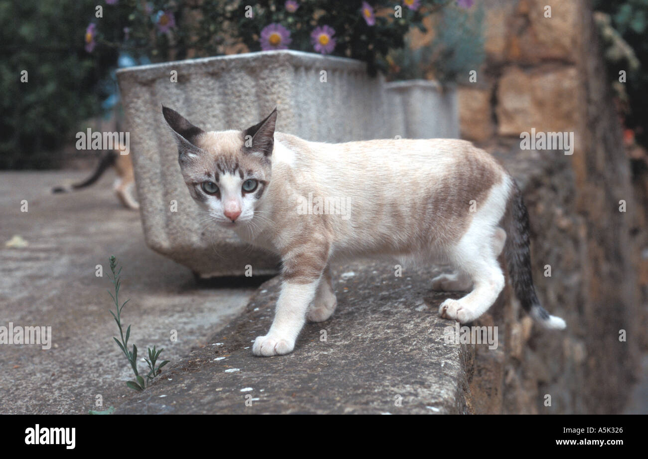 Cat climbing wall hi-res stock photography and images - Alamy
