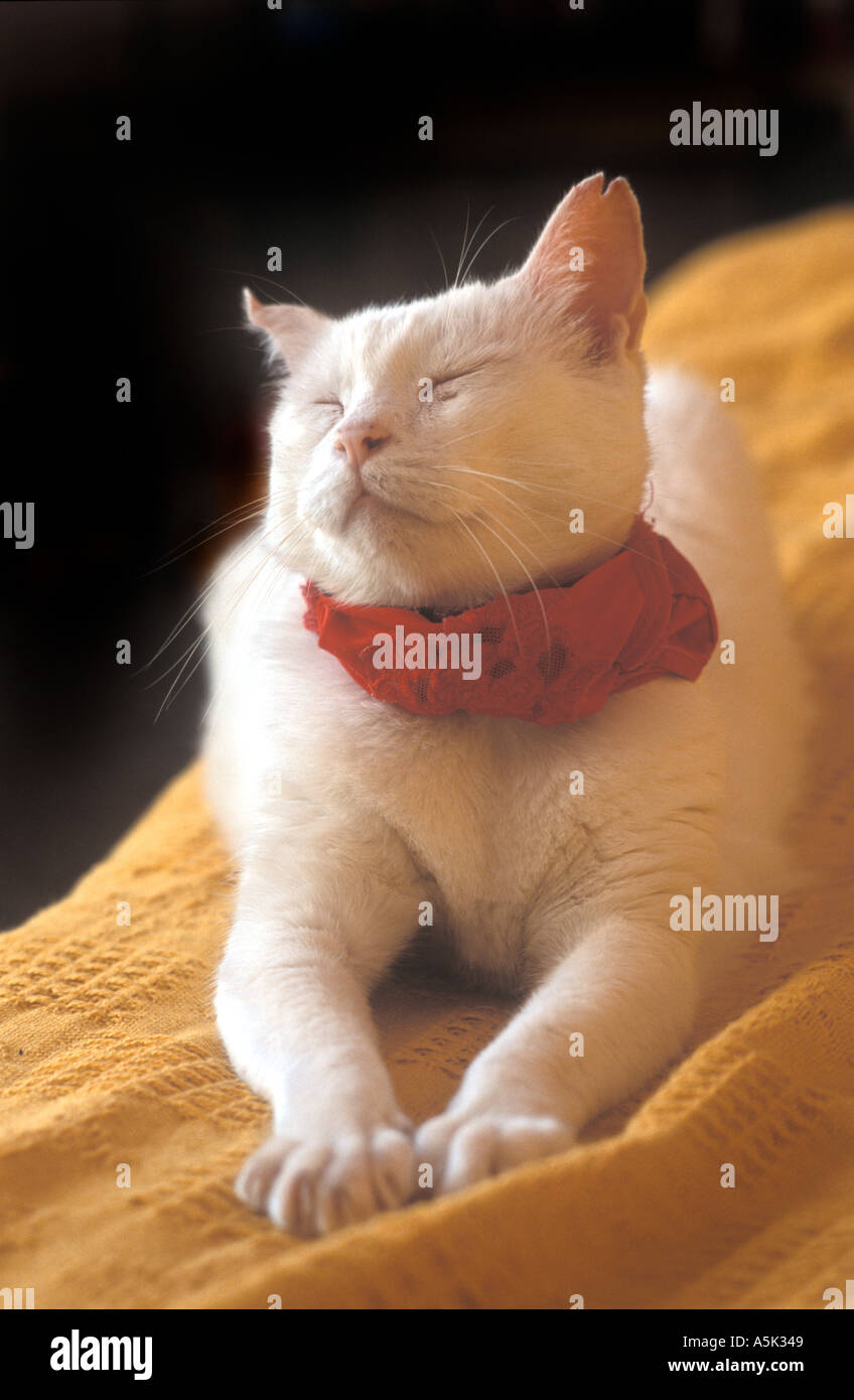 Foreign white Siamese cat stretching Stock Photo - Alamy