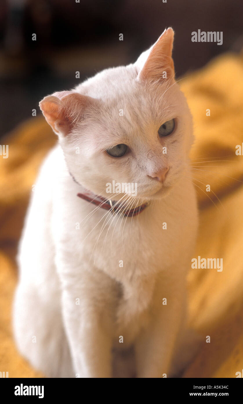 Foreign white Siamese cat Stock Photo - Alamy