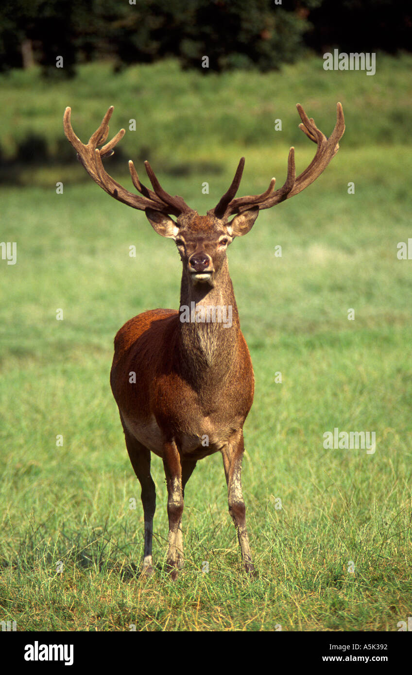 Southern deer hunting hi-res stock photography and images - Alamy