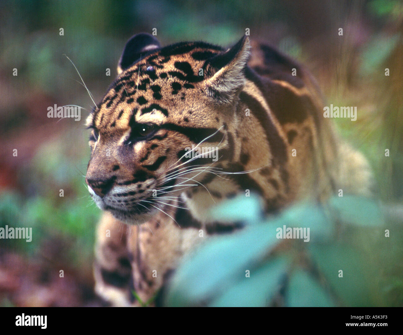 Clouded Leopard Neofelis nebulosa Southeast Asia only Highly endangered ...