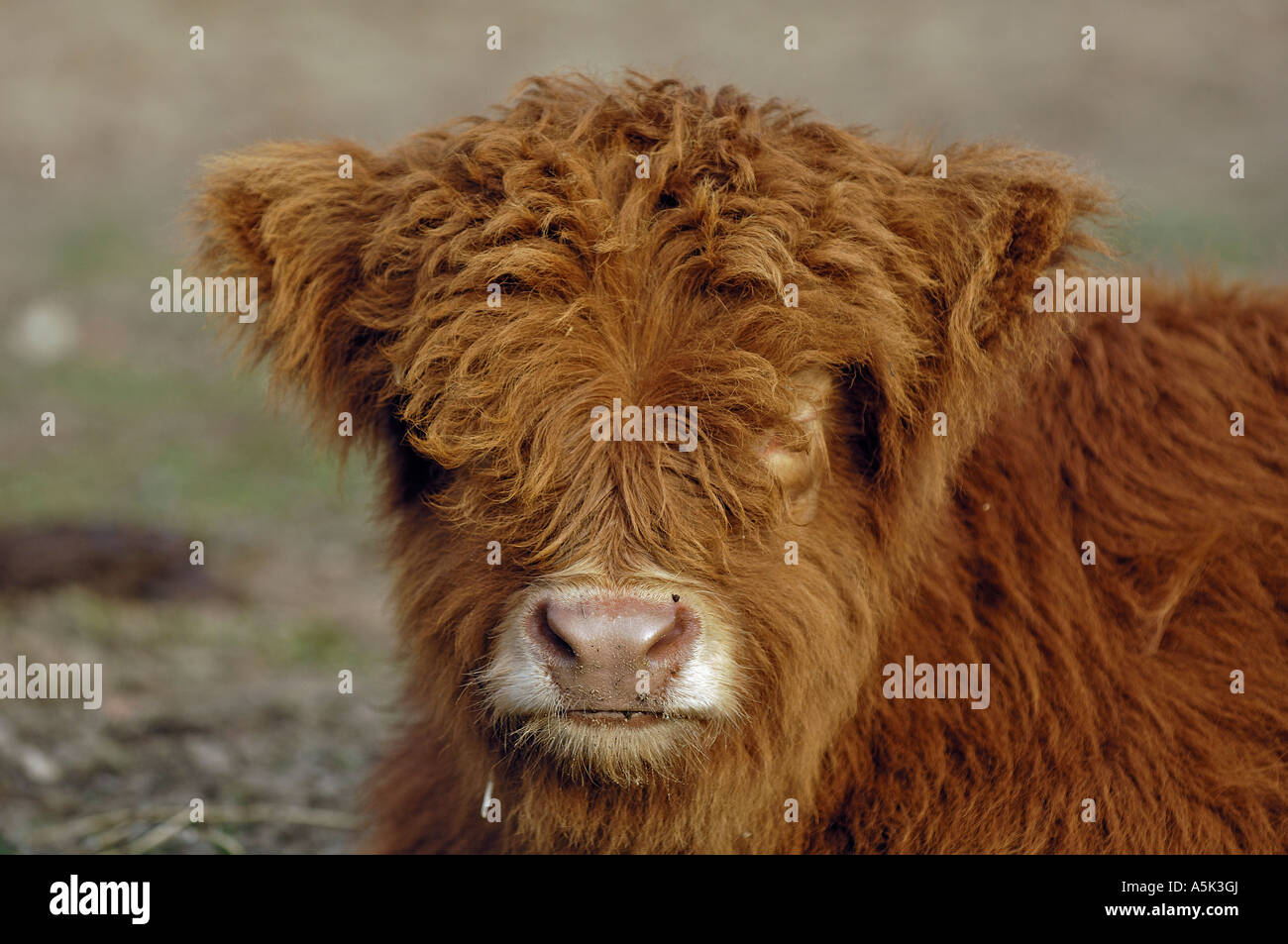 Fjall cattle hi-res stock photography and images - Alamy