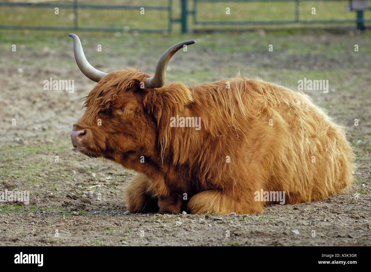 Fjall Cattle High Resolution Stock Photography and Images - Alamy