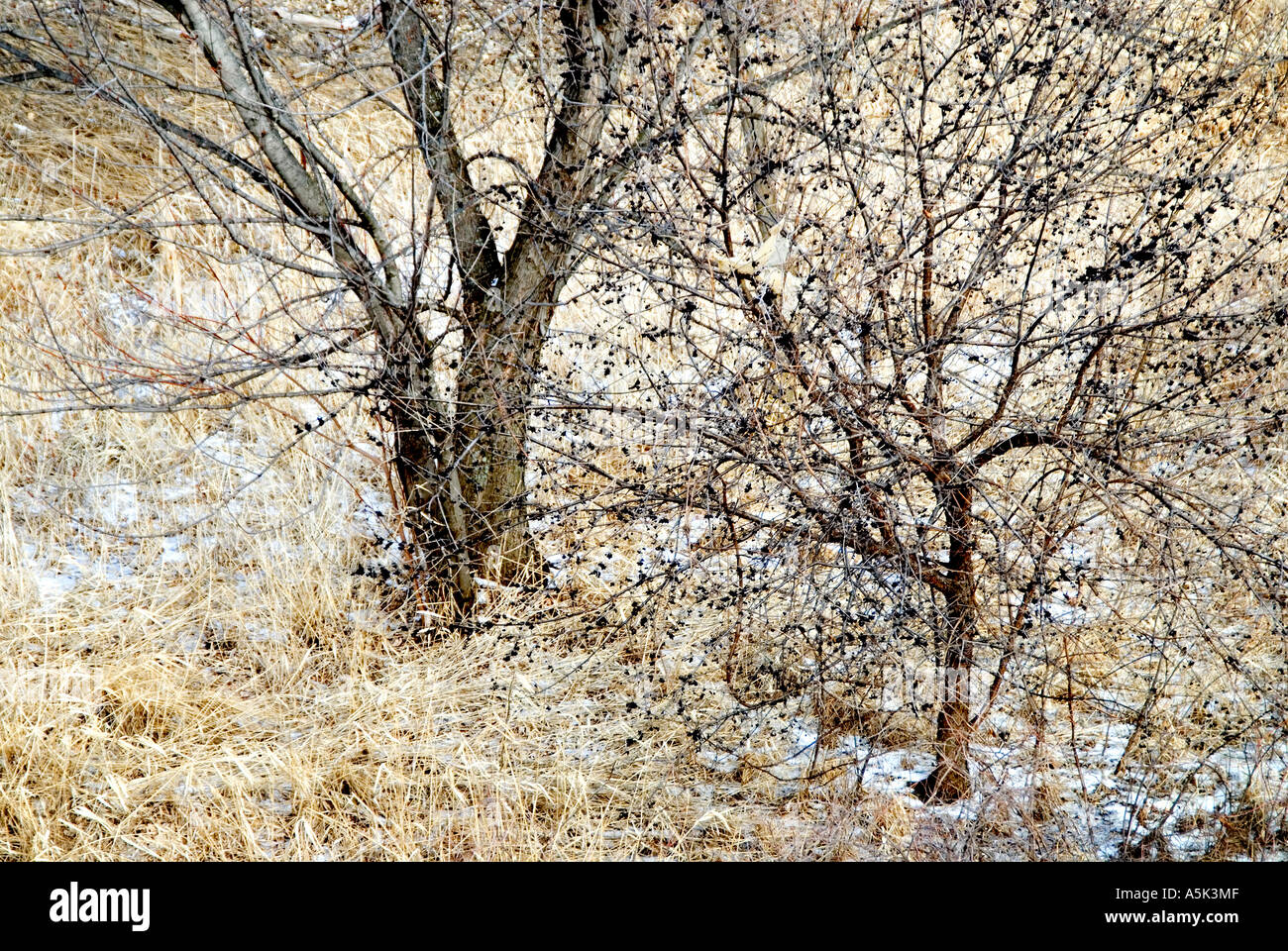Abstract Tree & Bush Stock Photo - Alamy
