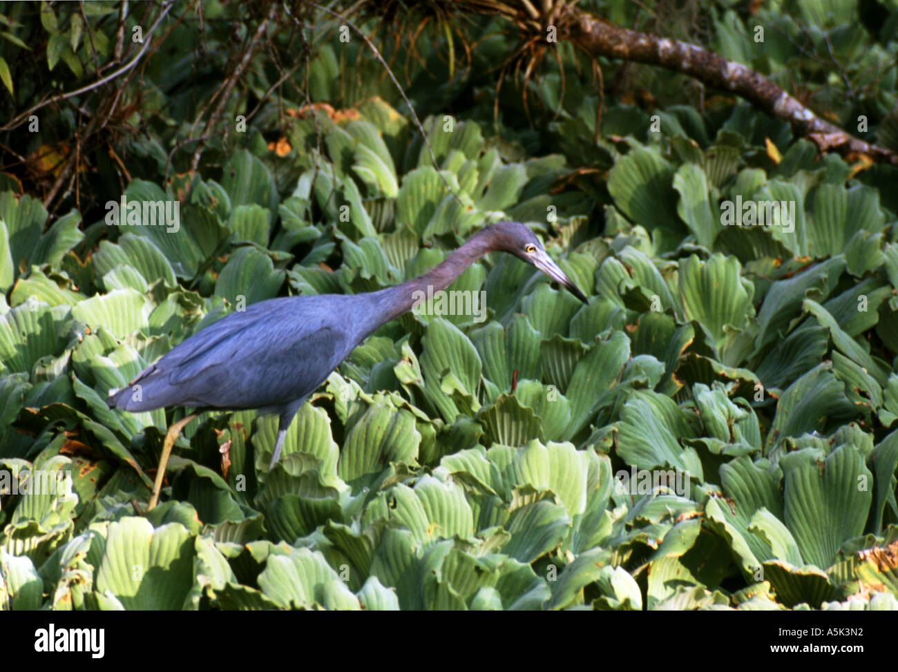 Swamp cabbage florida hi-res stock photography and images - Alamy