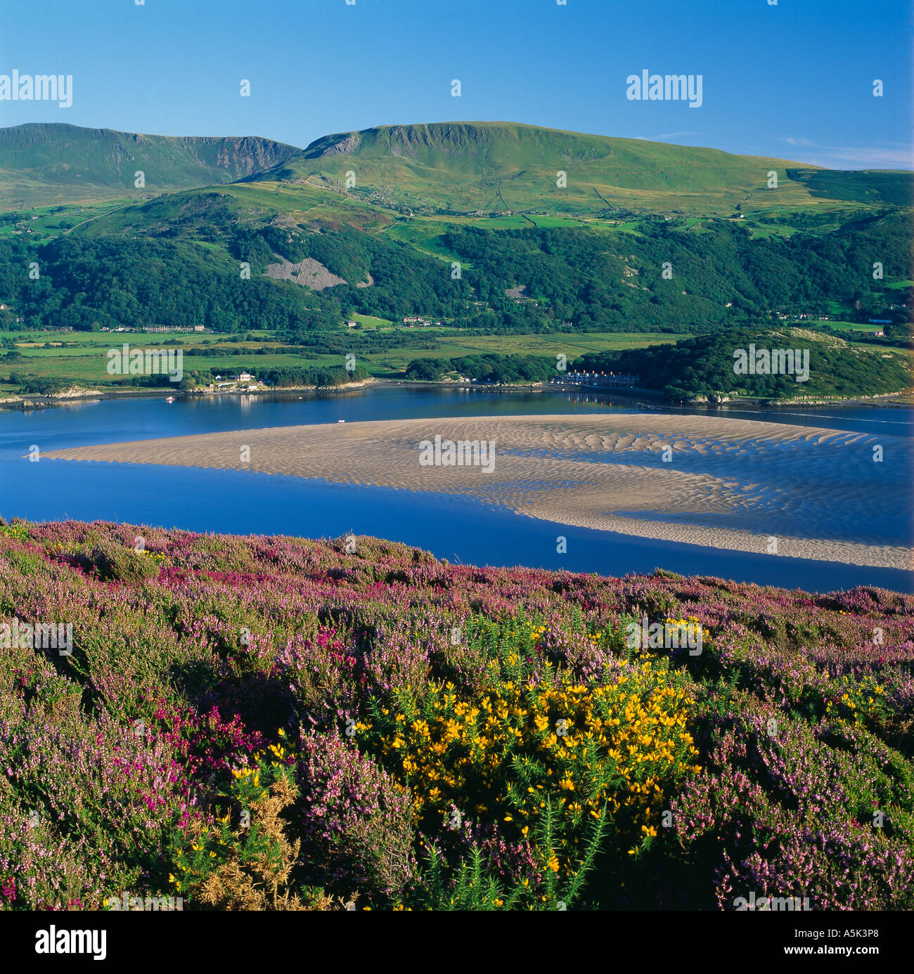 wild flowers on hillside above the Mawddach Estuary Snowdonia National ...