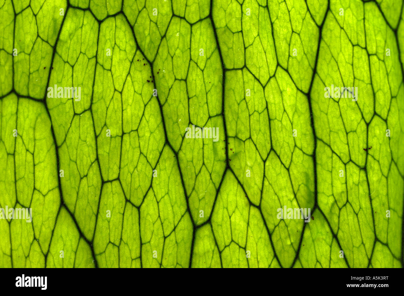 Cornucopia flowers hi-res stock photography and images - Alamy