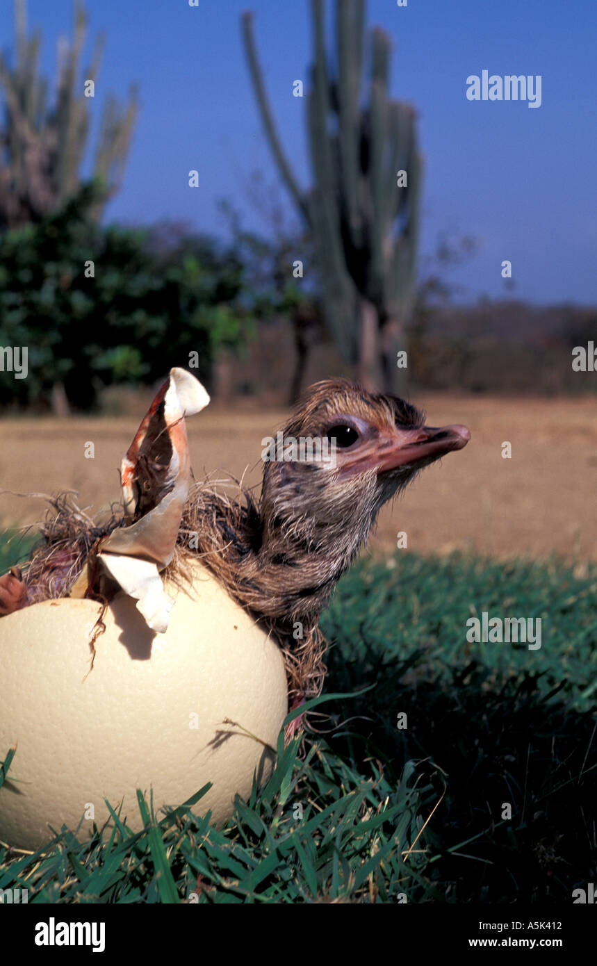 Ostrich Egg Hatching