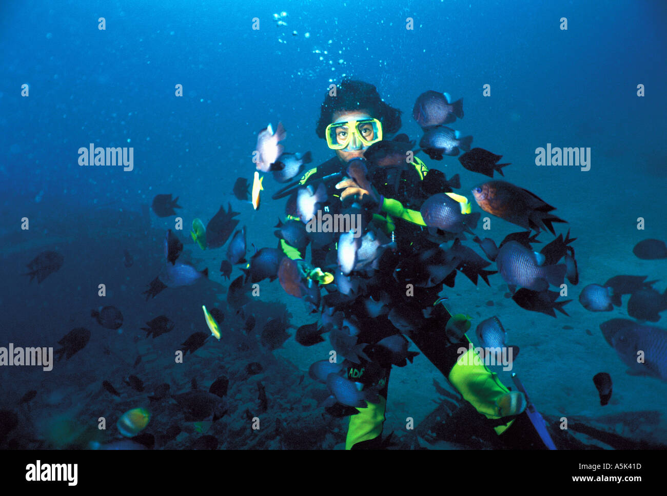 A diver feeding fish Puerto Galera Mindoro Philippines Stock Photo - Alamy