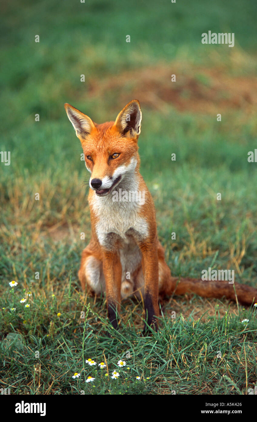 A young male Red Fox Vulpes vulpes Seen in Sussex southern England ...