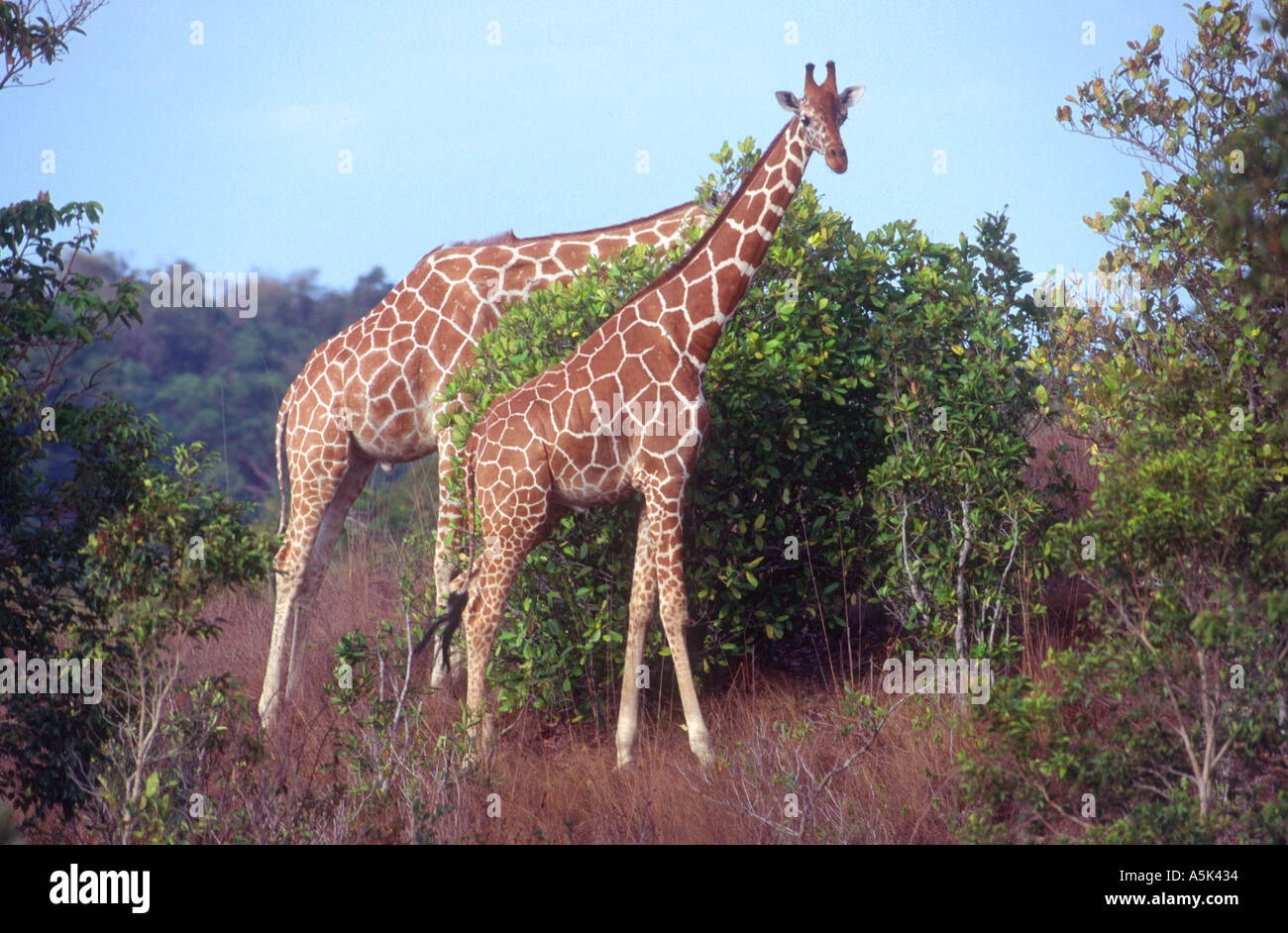 Lanky giraffe hi-res stock photography and images - Alamy