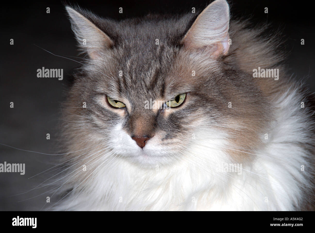 Mad cat hi-res stock photography and images - Alamy