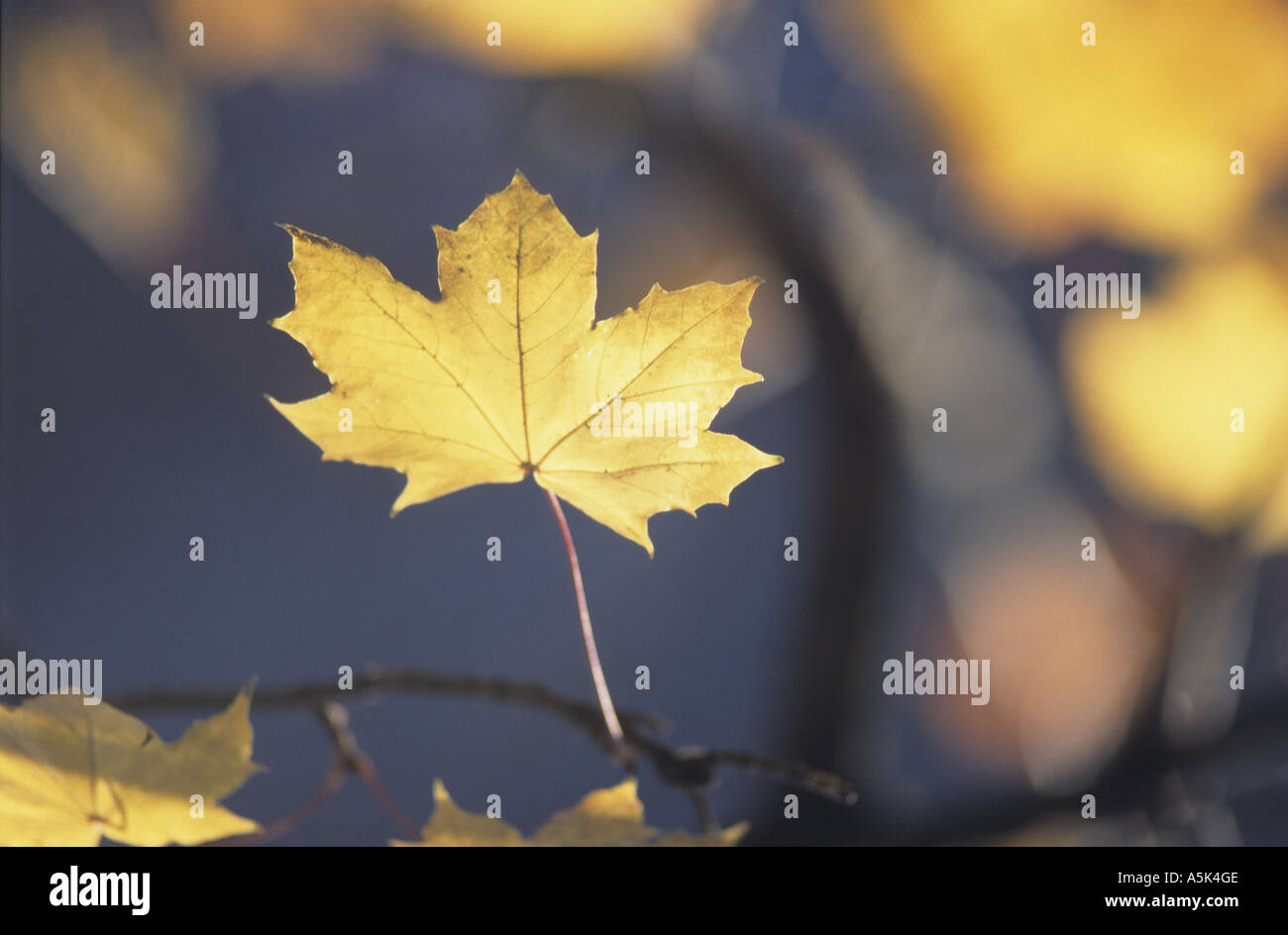 Leaf of mapple Stock Photo - Alamy