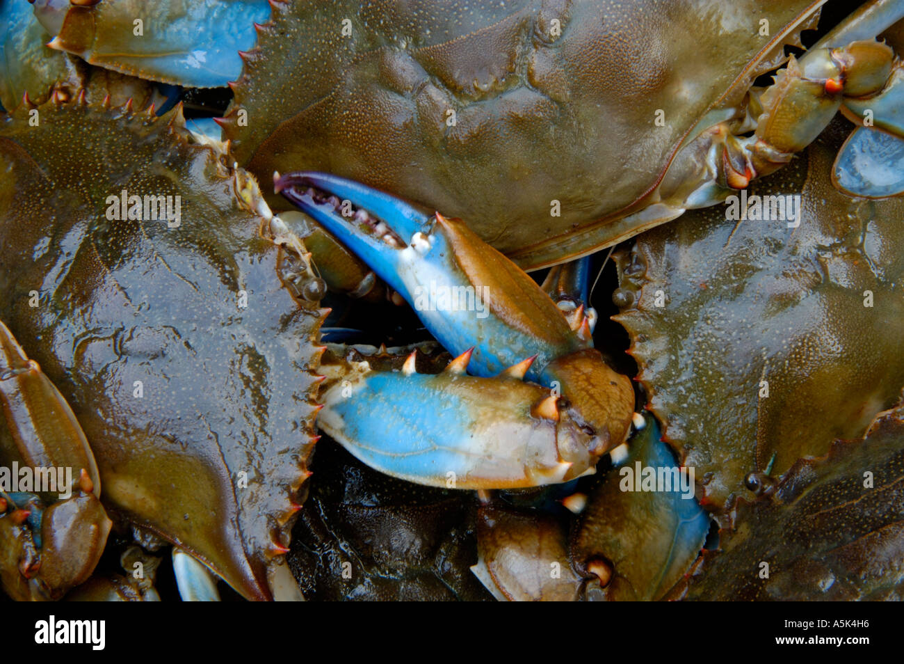 Pamlico county hi-res stock photography and images - Alamy