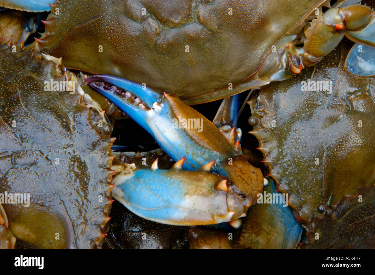 Callinectes sapidus male hi-res stock photography and images - Alamy