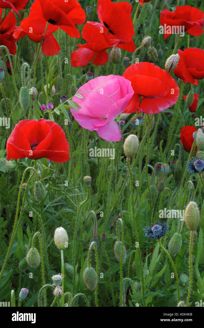 Single pink poppy with red poppies Stock Photo - Alamy