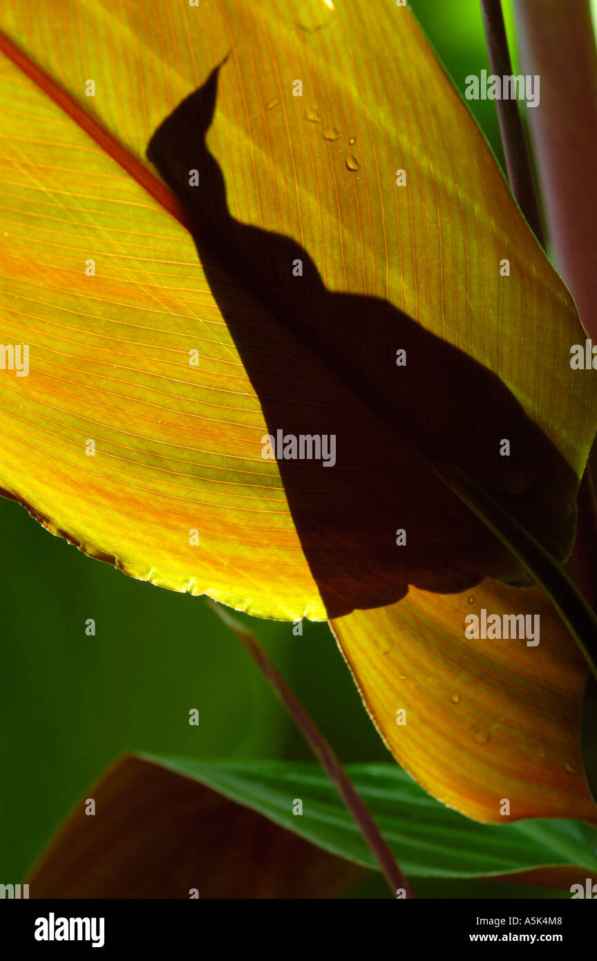 Glowing backlit and silhouetted leaves of tropical plants with water ...