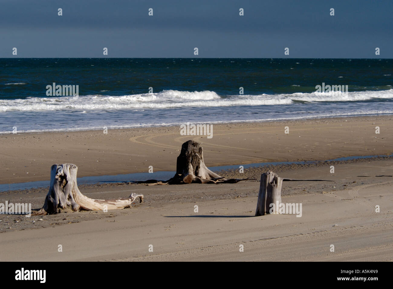 Fossil tree roots hi-res stock photography and images - Alamy