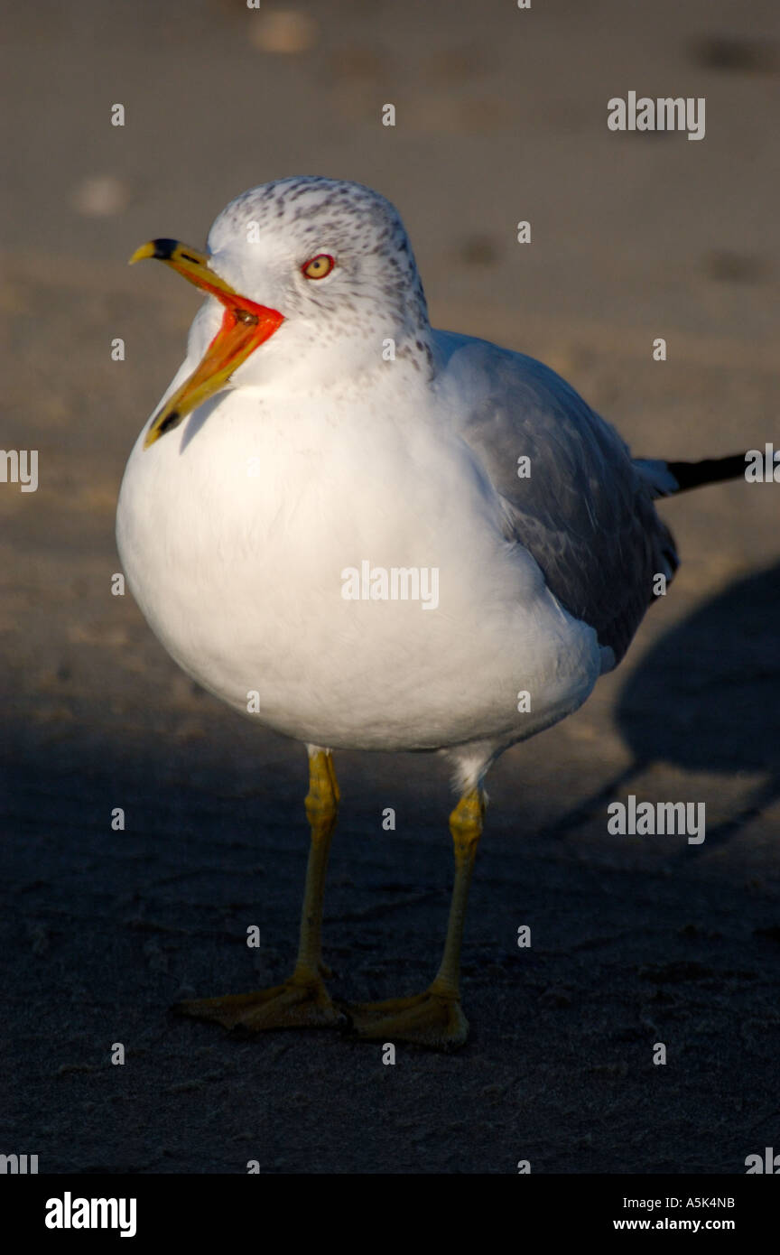 Animal antics humor humour seagull hi-res stock photography and images ...