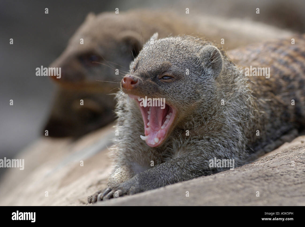 Banded Mongoose (Mungos mungo Stock Photo - Alamy