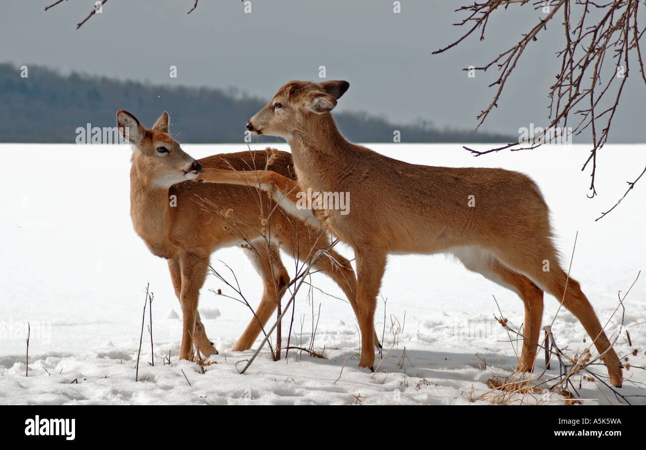 Two white tailed deer in snow Stock Photo - Alamy