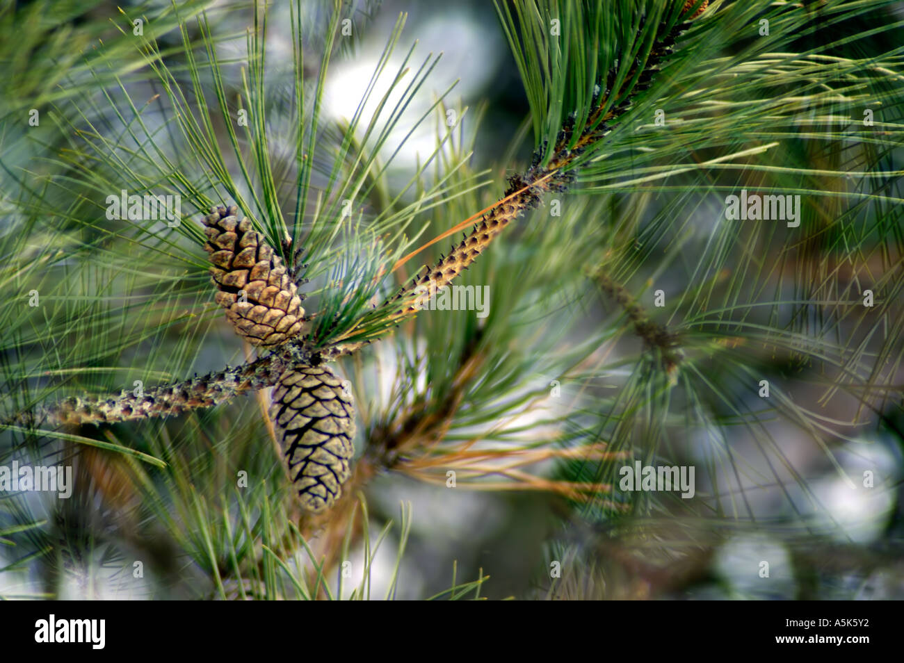 Blowing cone hi-res stock photography and images - Alamy