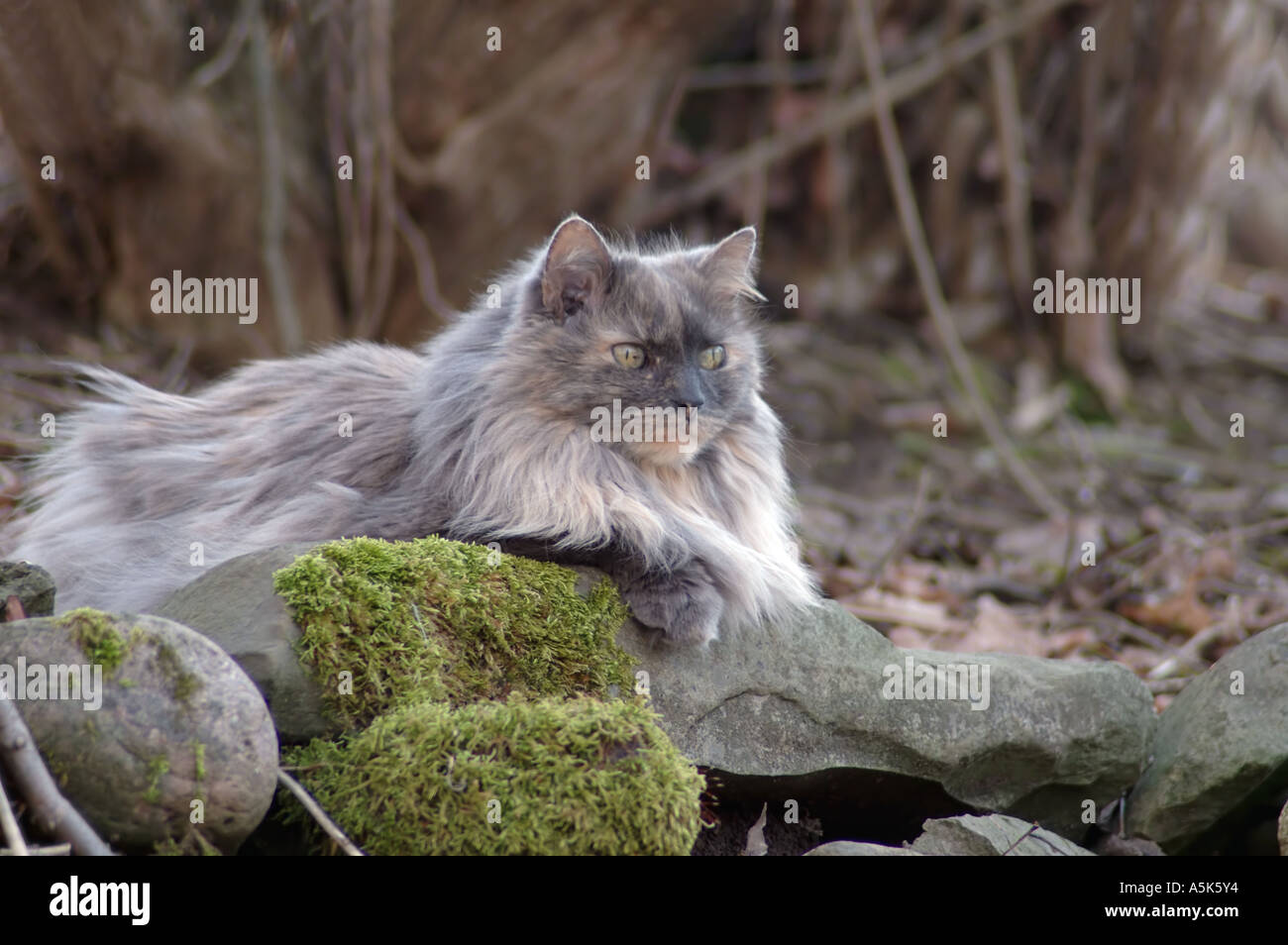 cat sitting proudly on rocks Stock Photo - Alamy