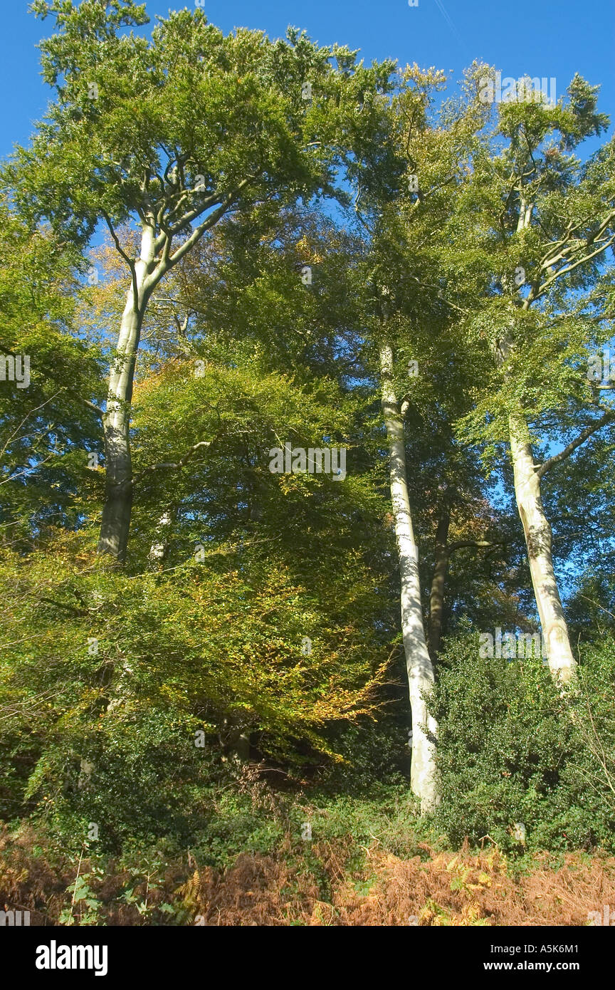 trees in Styal woods Cheshire Stock Photo - Alamy