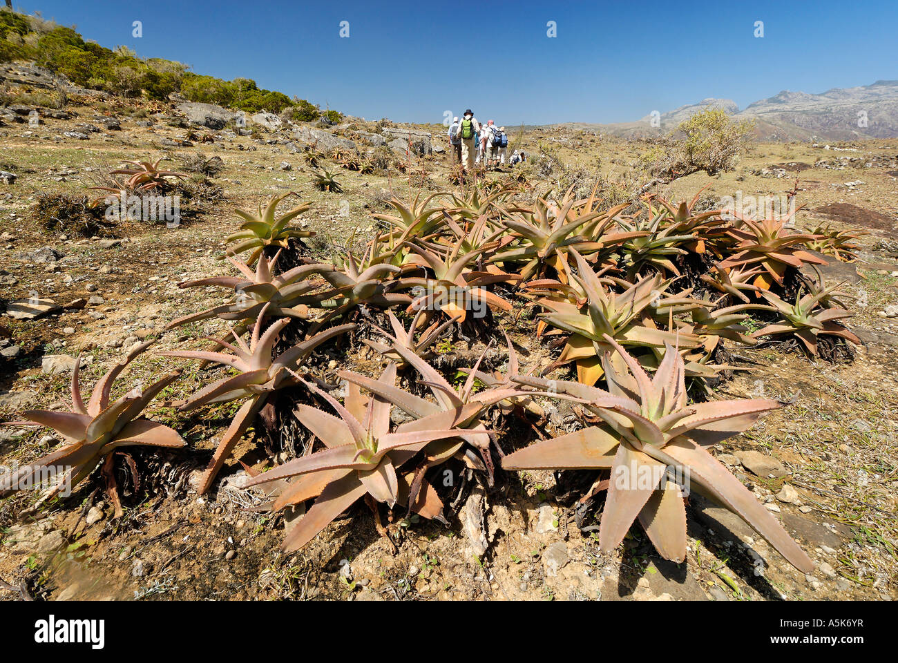 Socotra island plants hi-res stock photography and images - Alamy