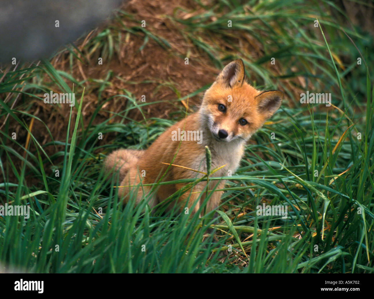 RED FOX young kit Round Island Bering Sea Alaska USA Stock Photo - Alamy