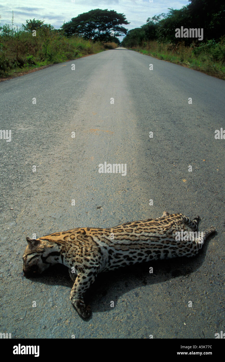 Ocelots hi-res stock photography and images - Alamy