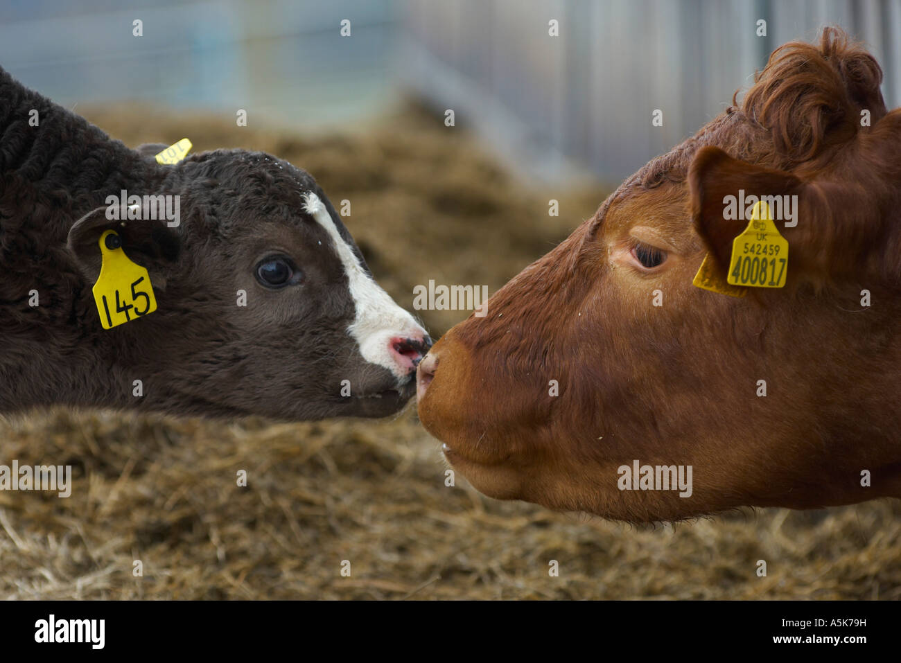 Cow and calf smelling each other Stock Photo - Alamy