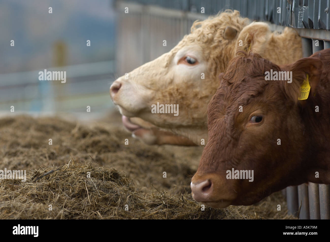 Cows eating in the barn Stock Photo - Alamy