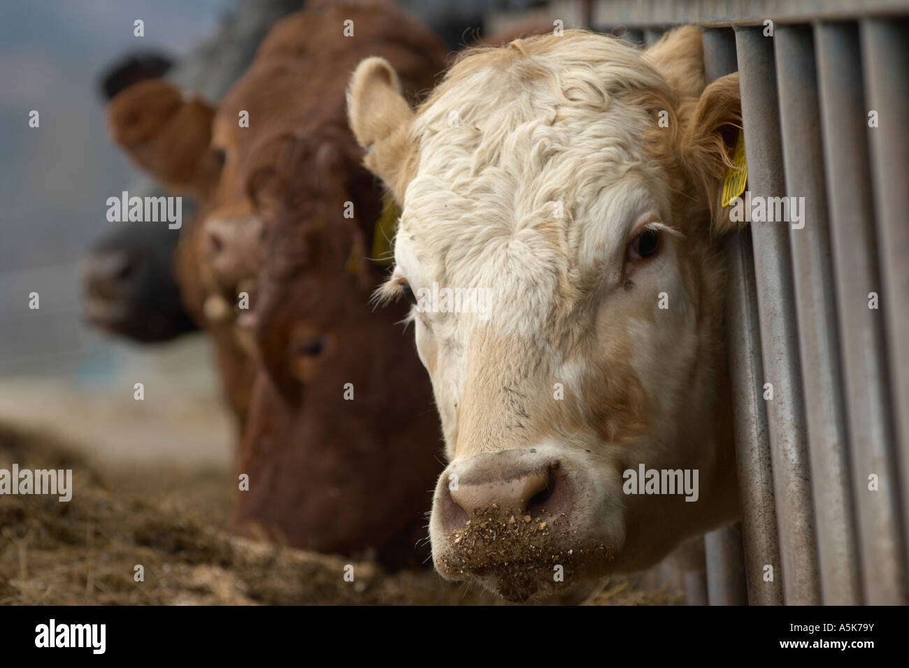 Cows eating in the barn Stock Photo - Alamy