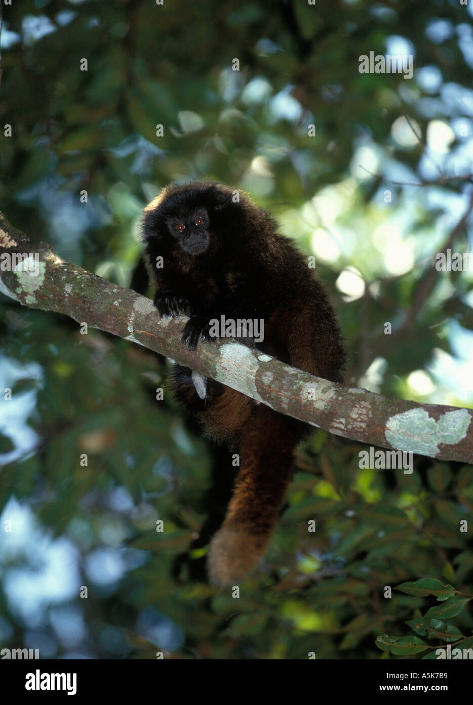 Nigrifons hi-res stock photography and images - Alamy