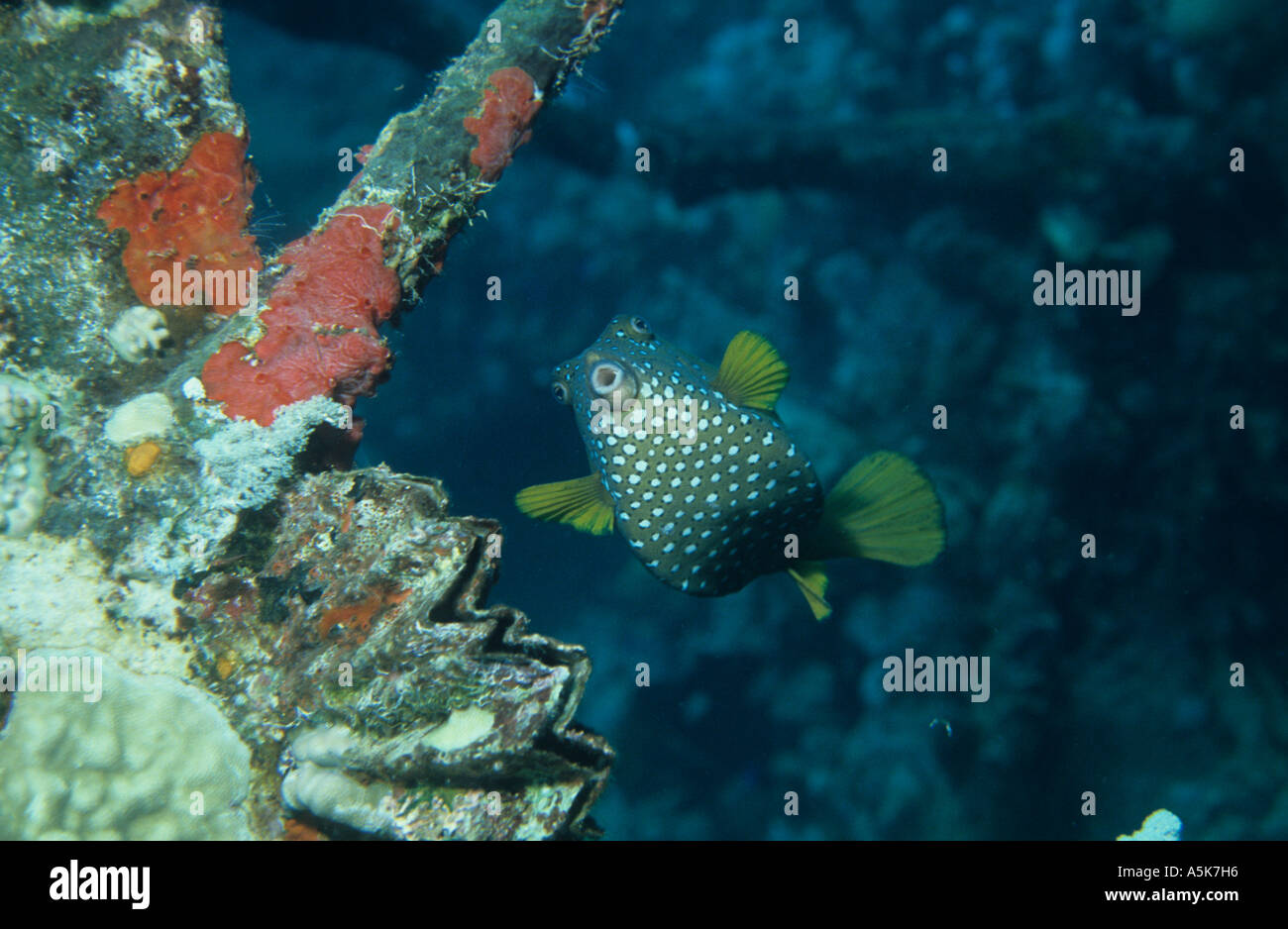 Juvenile Yellow Boxfish Ostracion cubicus Umbria Wreck Port Sudan ...