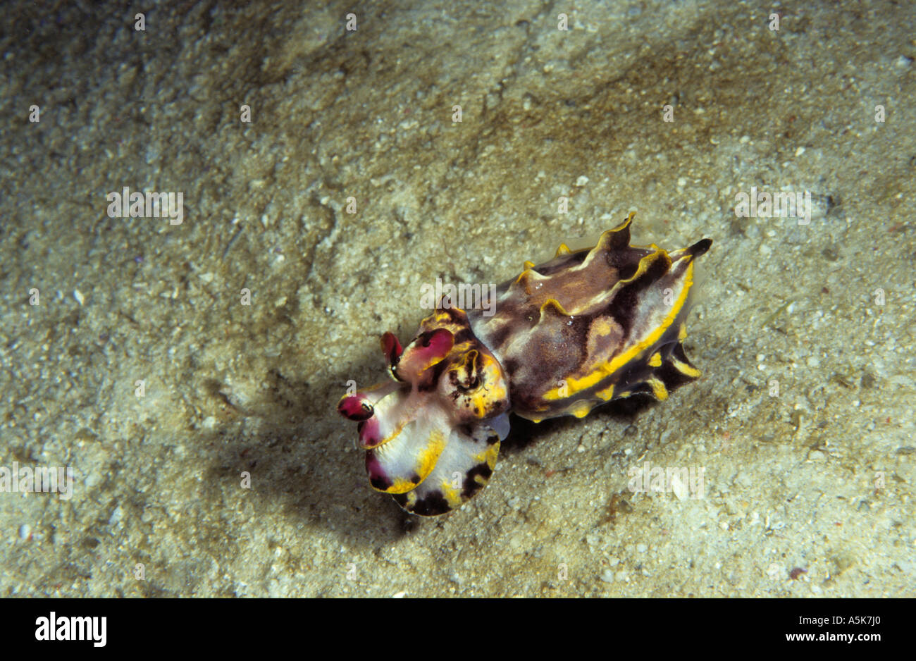 Flamboyant cuttlefish Metasepia pfefferi Pulau Kapalai Ligitan Reefs ...
