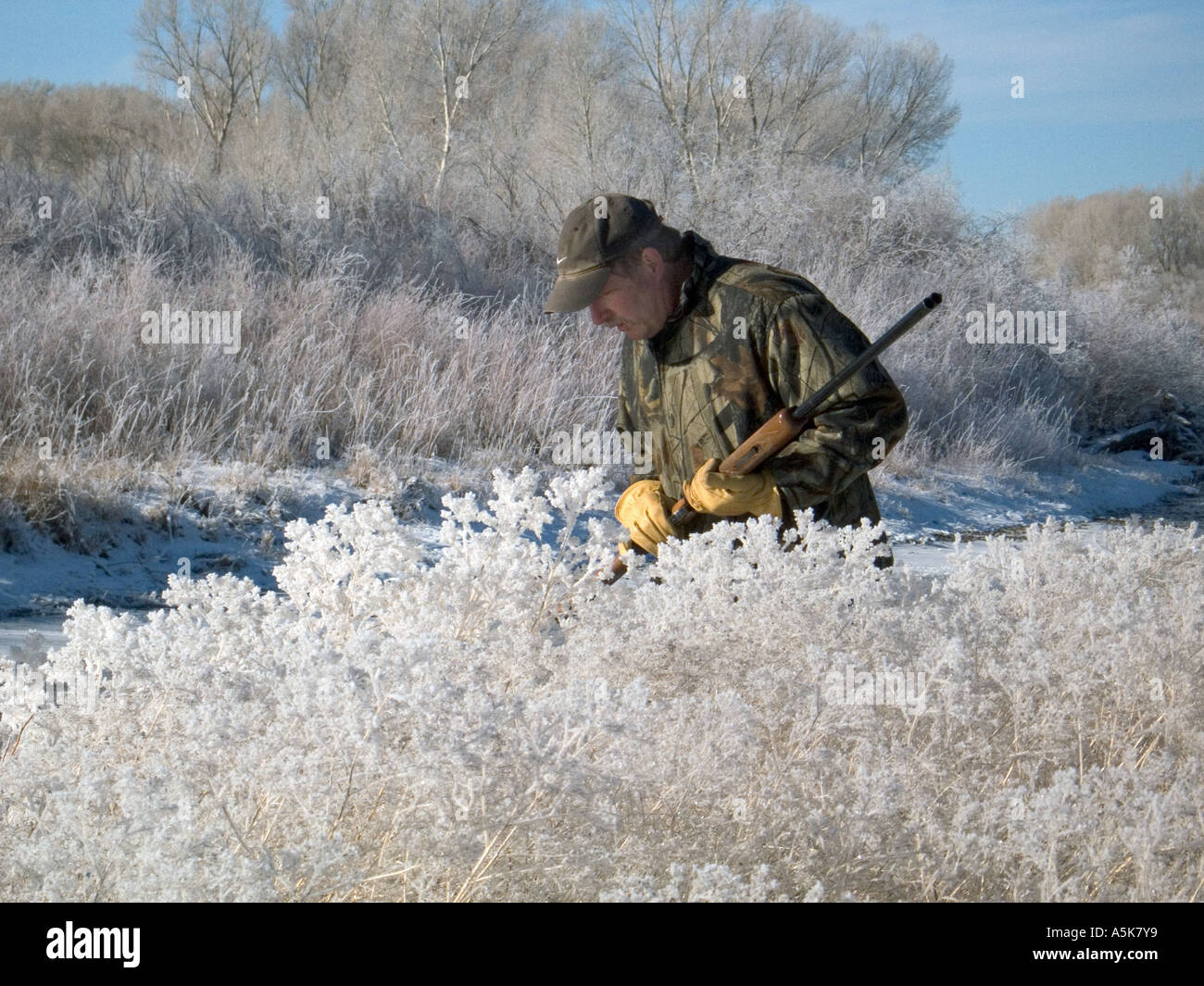 A duck hunter along the Conejos River in the San Luis Valley looking ...