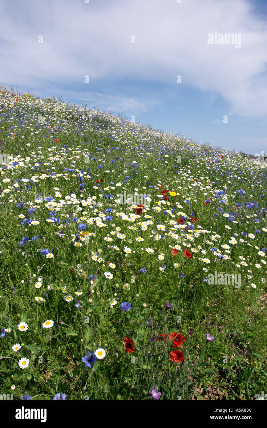 Wild Flower Meadow Stock Photo - Alamy
