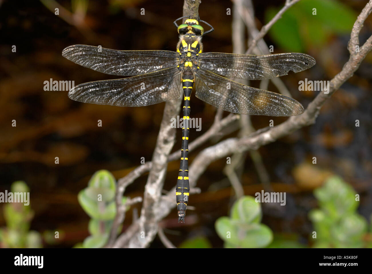 Golden ringed Dragonfly Stock Photo - Alamy