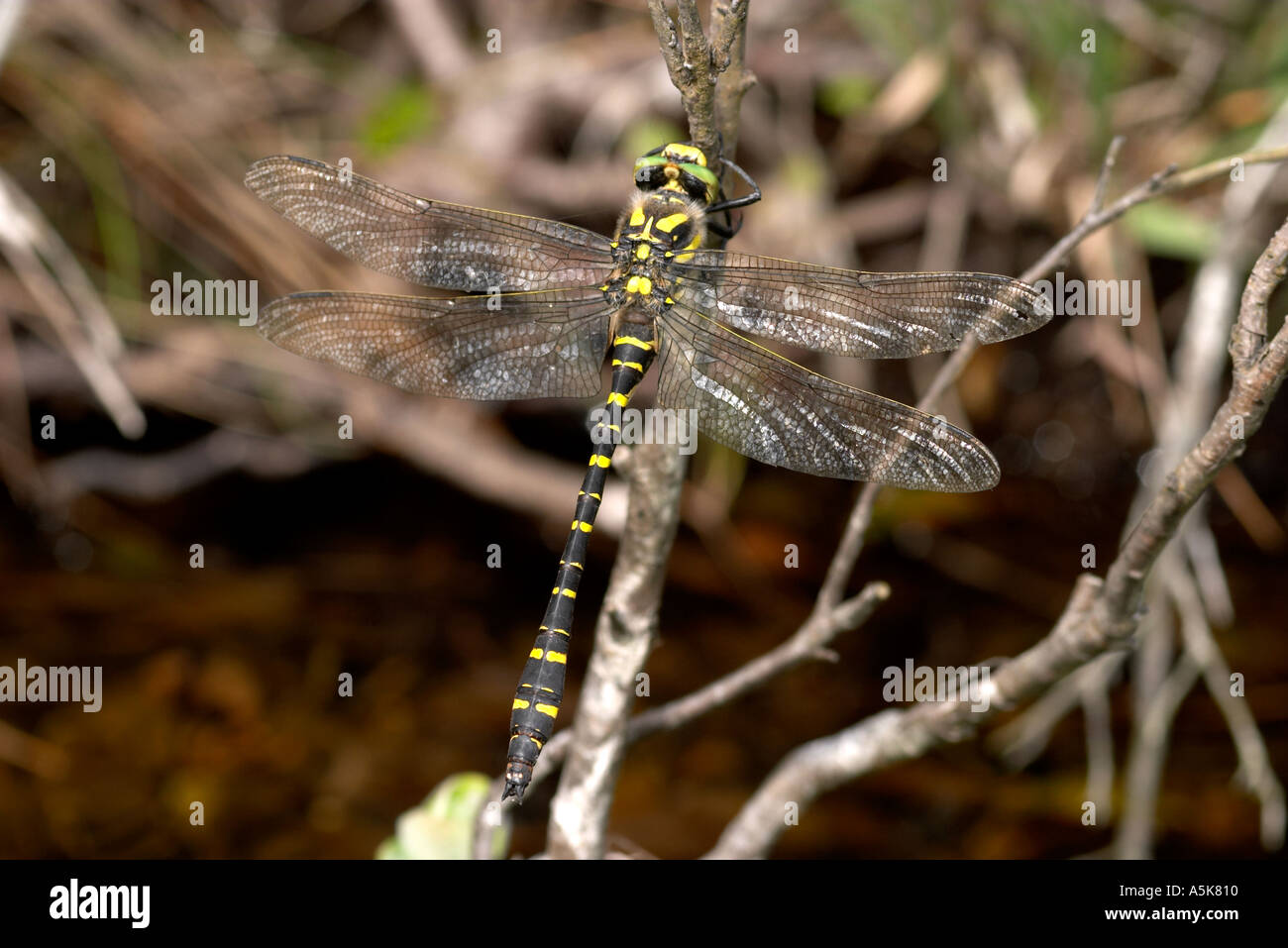 Golden ringed dragonfly perched hi-res stock photography and images - Alamy