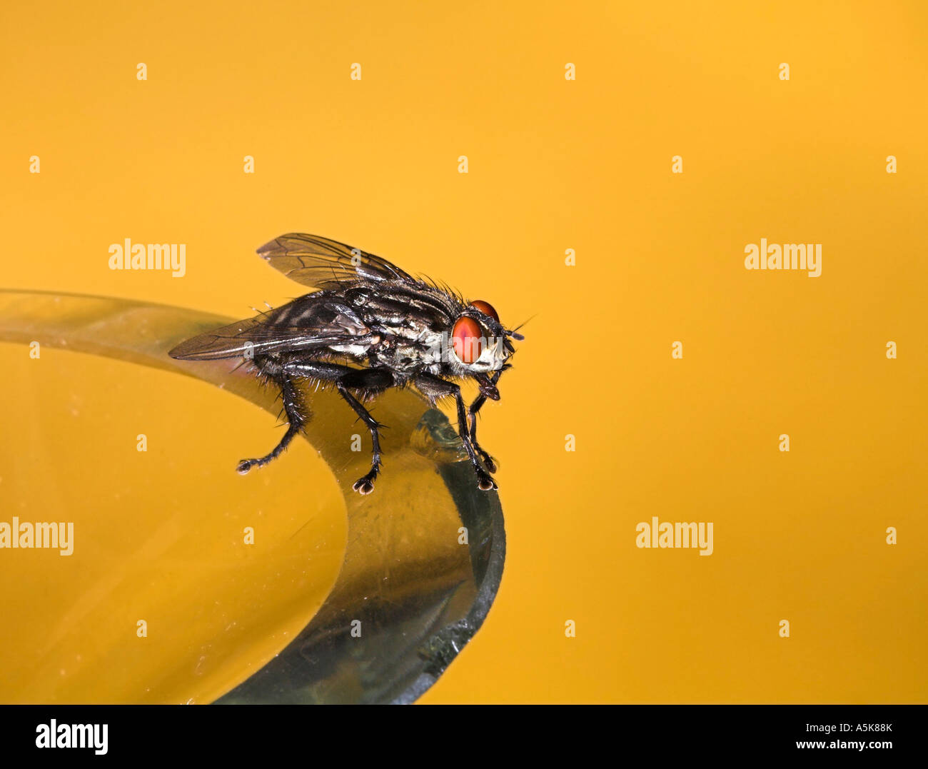 Meat with flies hi-res stock photography and images - Alamy
