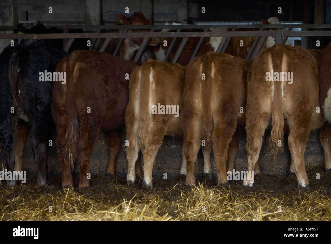 Cattle in the feeding line Stock Photo - Alamy
