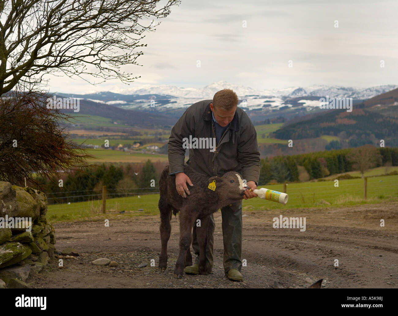 Farmer bottle feeding a free range newborn calf Stock Photo - Alamy