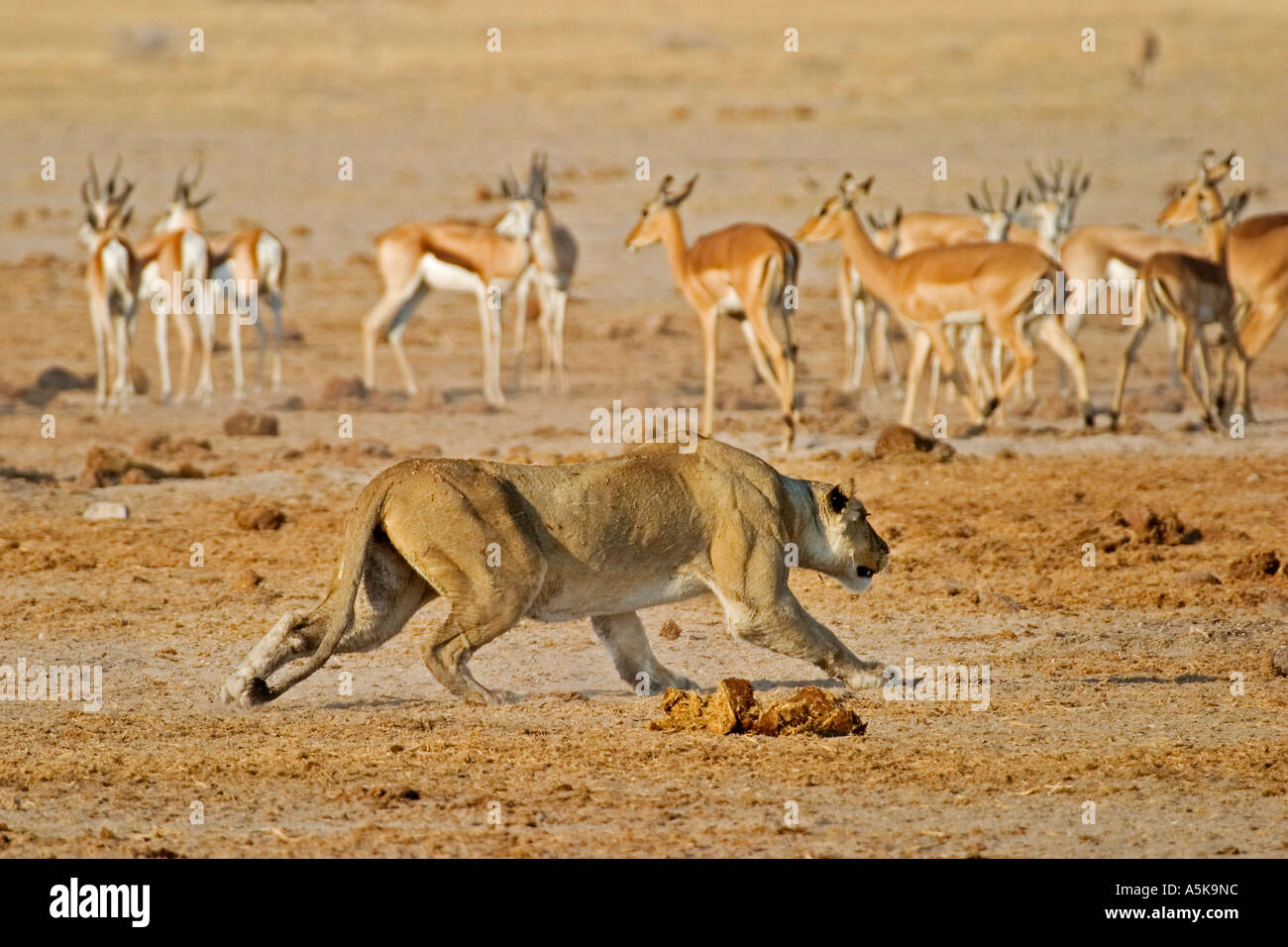 Lion Lioness Panthera leo is hunting a springbok Stock Photo - Alamy