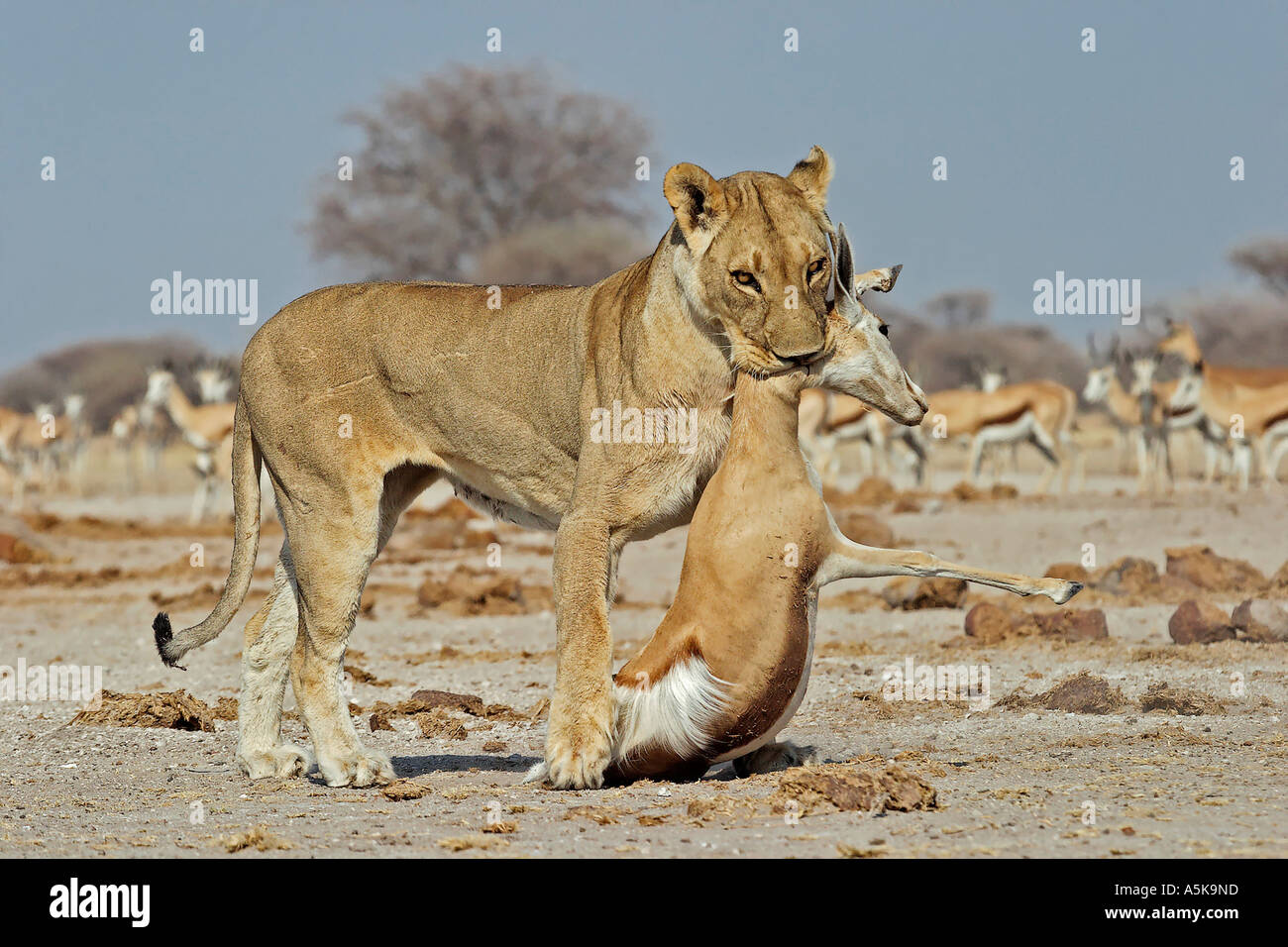 Springbok lion prey hi-res stock photography and images - Alamy