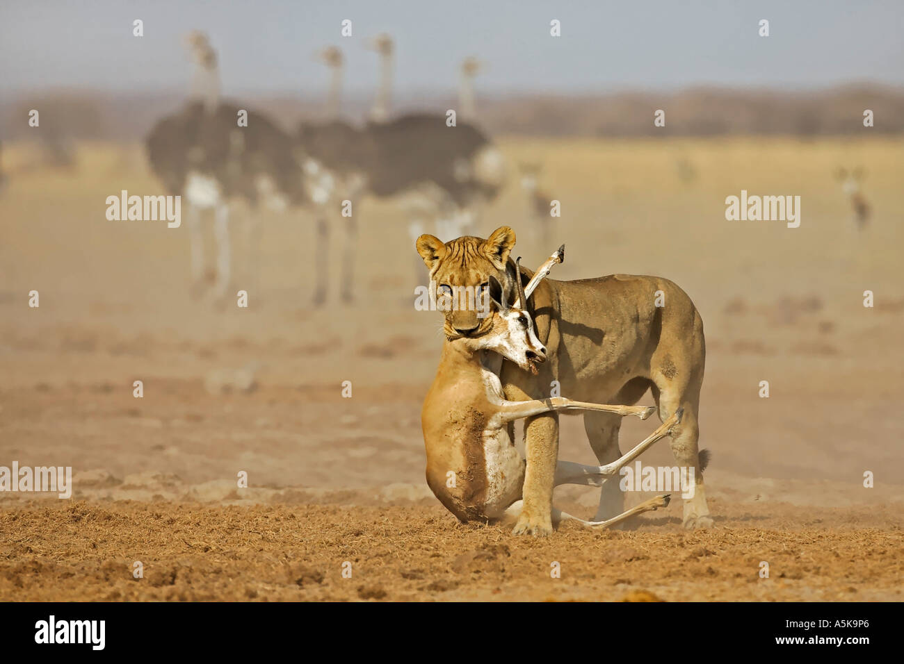 Lion, Lioness (Panthera leo) kills a springbok, (Antidorcas marsupialis ...
