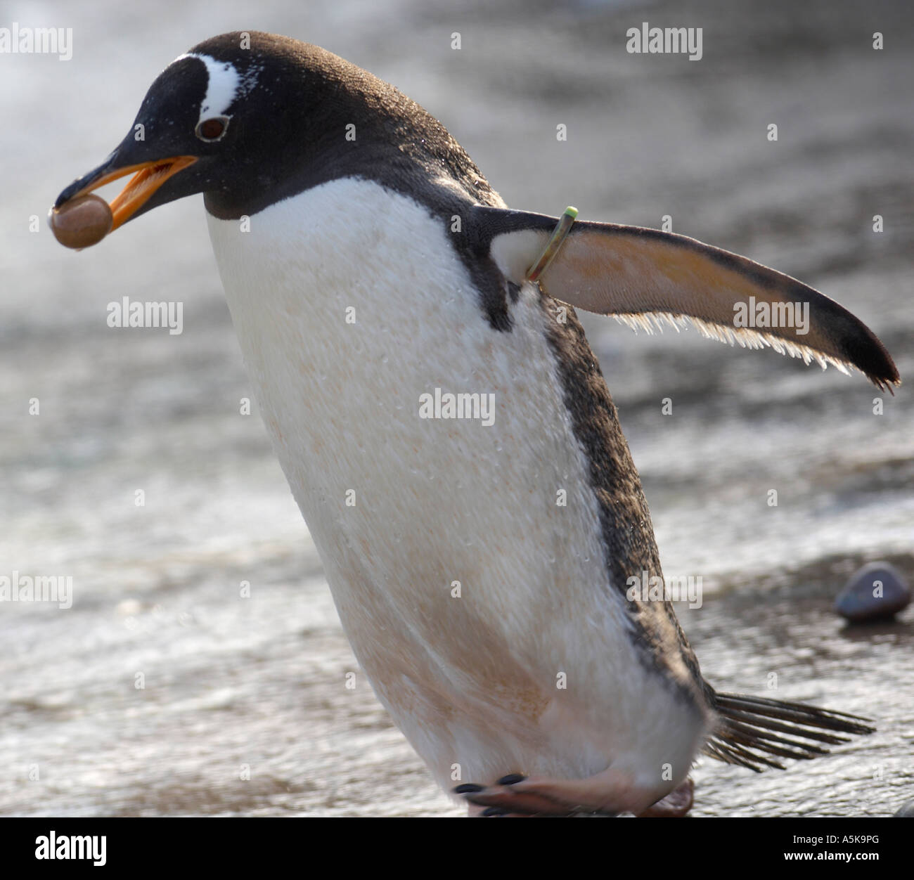 Penguin mating ritual hi-res stock photography and images - Alamy