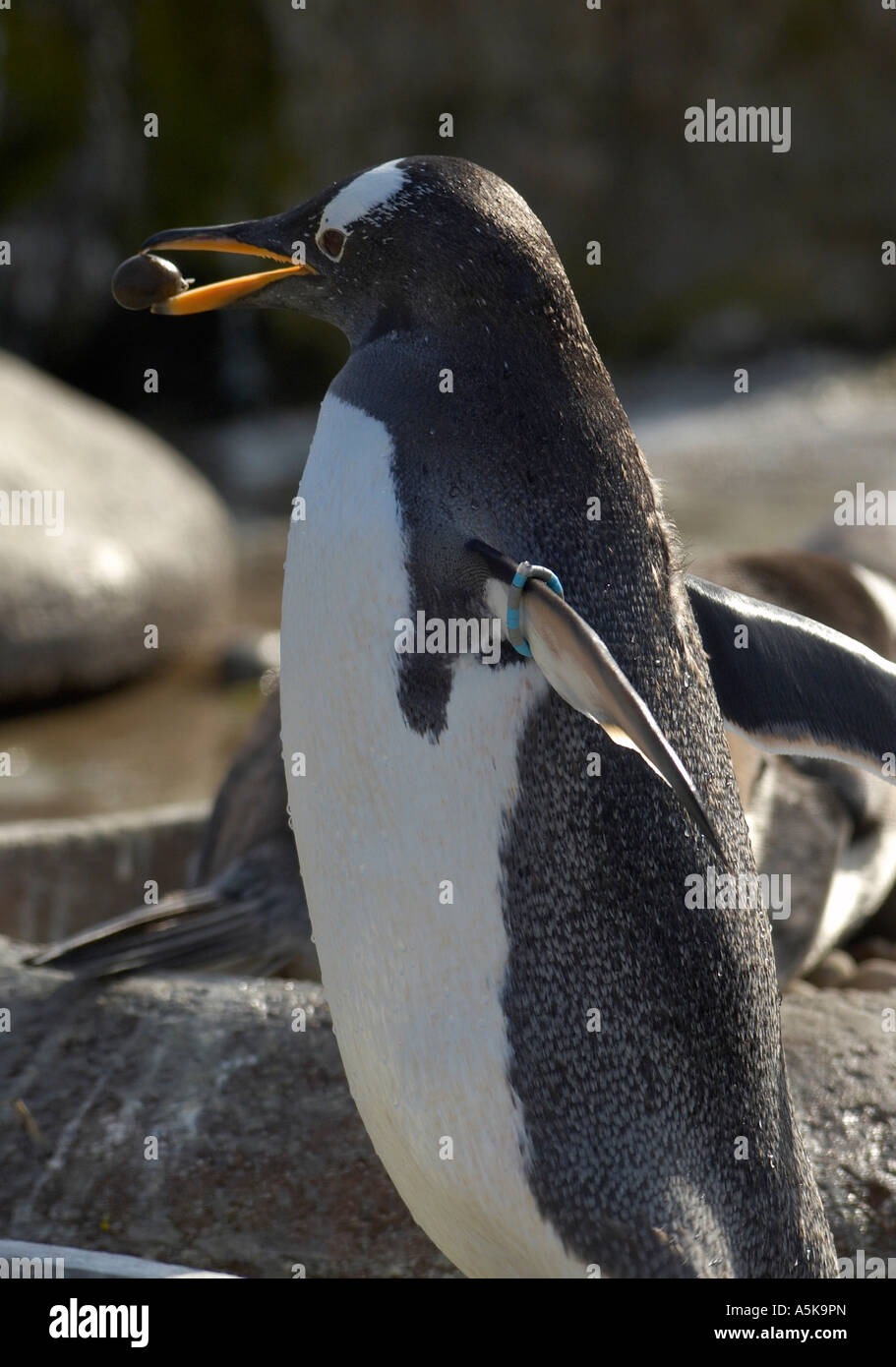 Female presenting for mating hi-res stock photography and images - Alamy